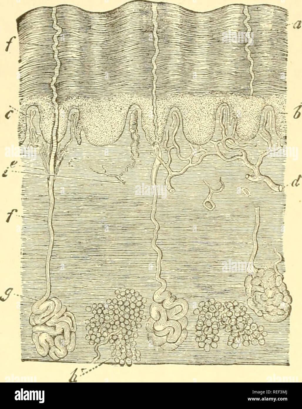 . Compendium of histology. Histology. 212 TWENTIETH LECTURE. In a ...