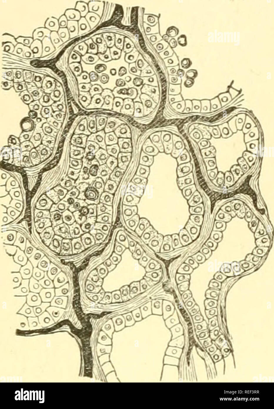 . Compendium of histology. Histology. 182 SEVENTEENTH LECTURE.. Let us ...