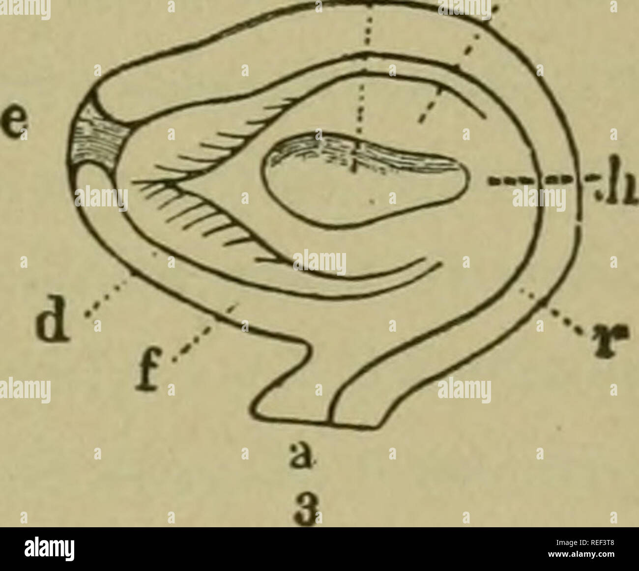 . A compendium of general botany. Plants. Fig. 159. (After Berthold and ...