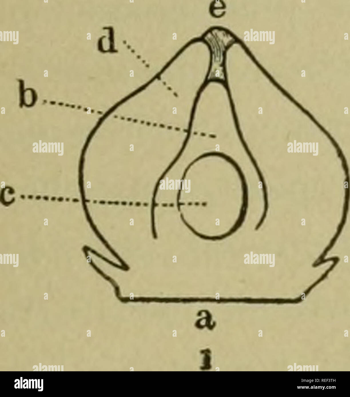 . A compendium of general botany. Plants. REPRODUCTION. 229 side of ...