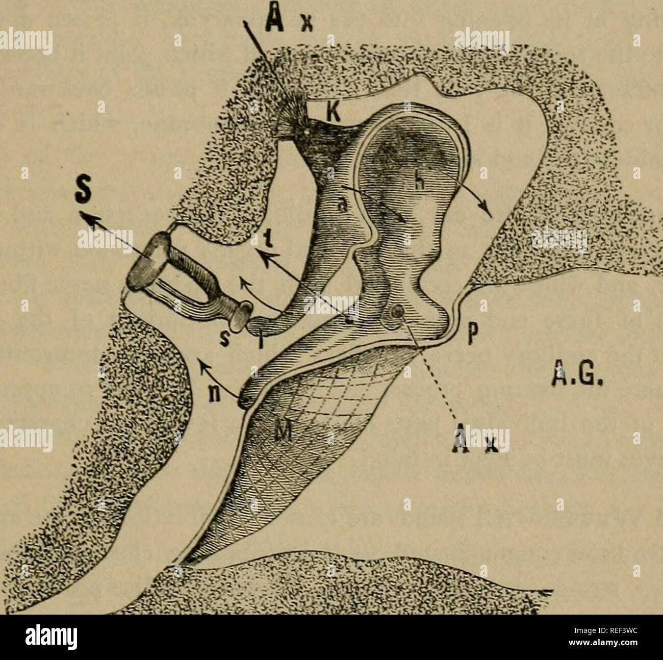 Tensor tympani muscle hi-res stock photography and images - Alamy