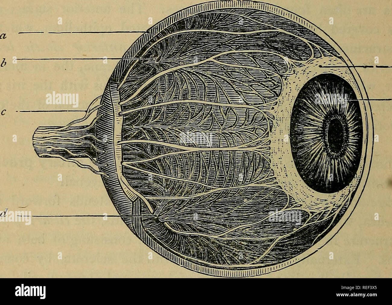 . A compend of human physiology; especially adapted for the use of ...
