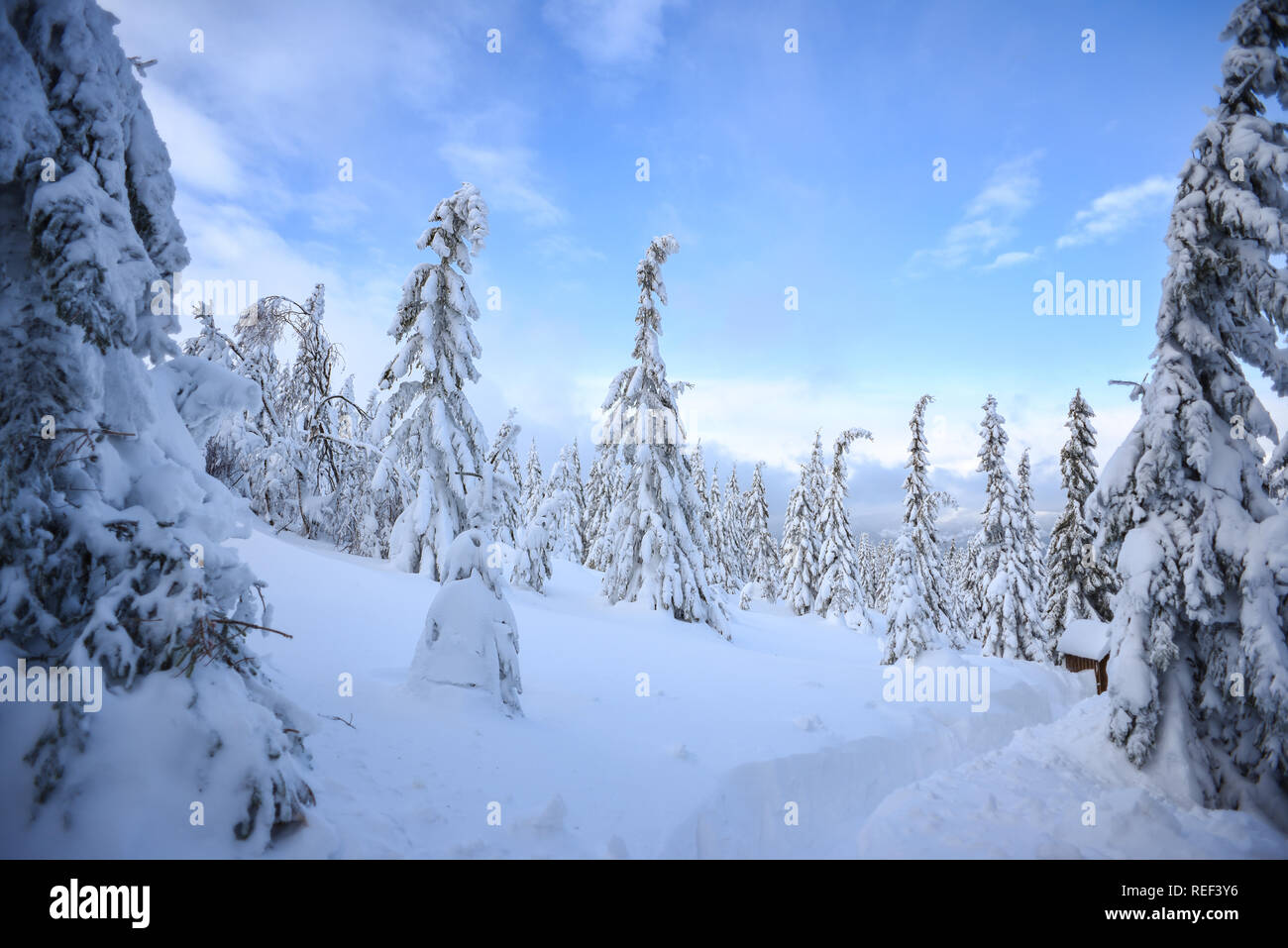 Winter landscape, snow-covered trees in the mountains. Karkonosze ...