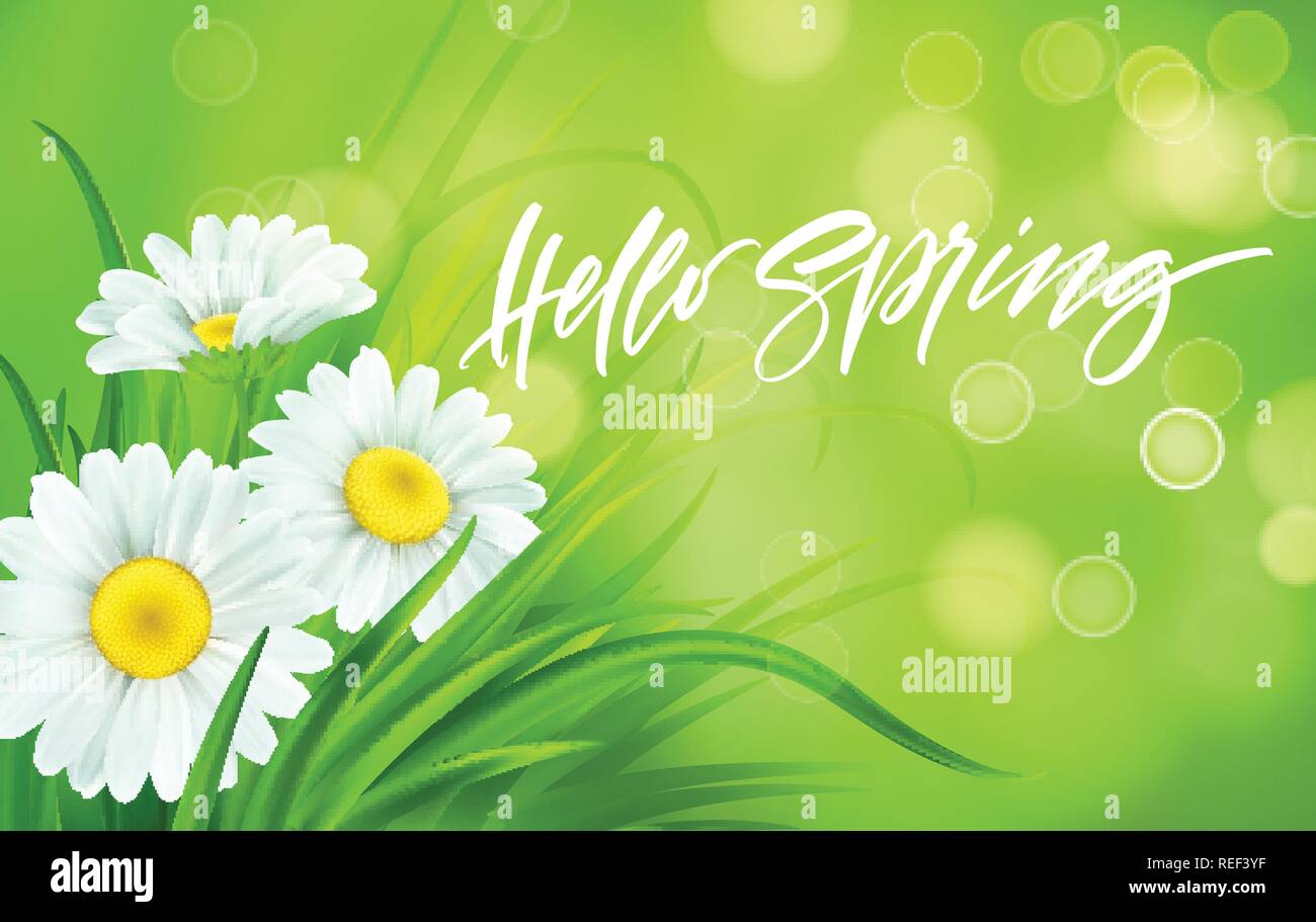 Spring background with daisies and fresh green grass. Hello Spring ...