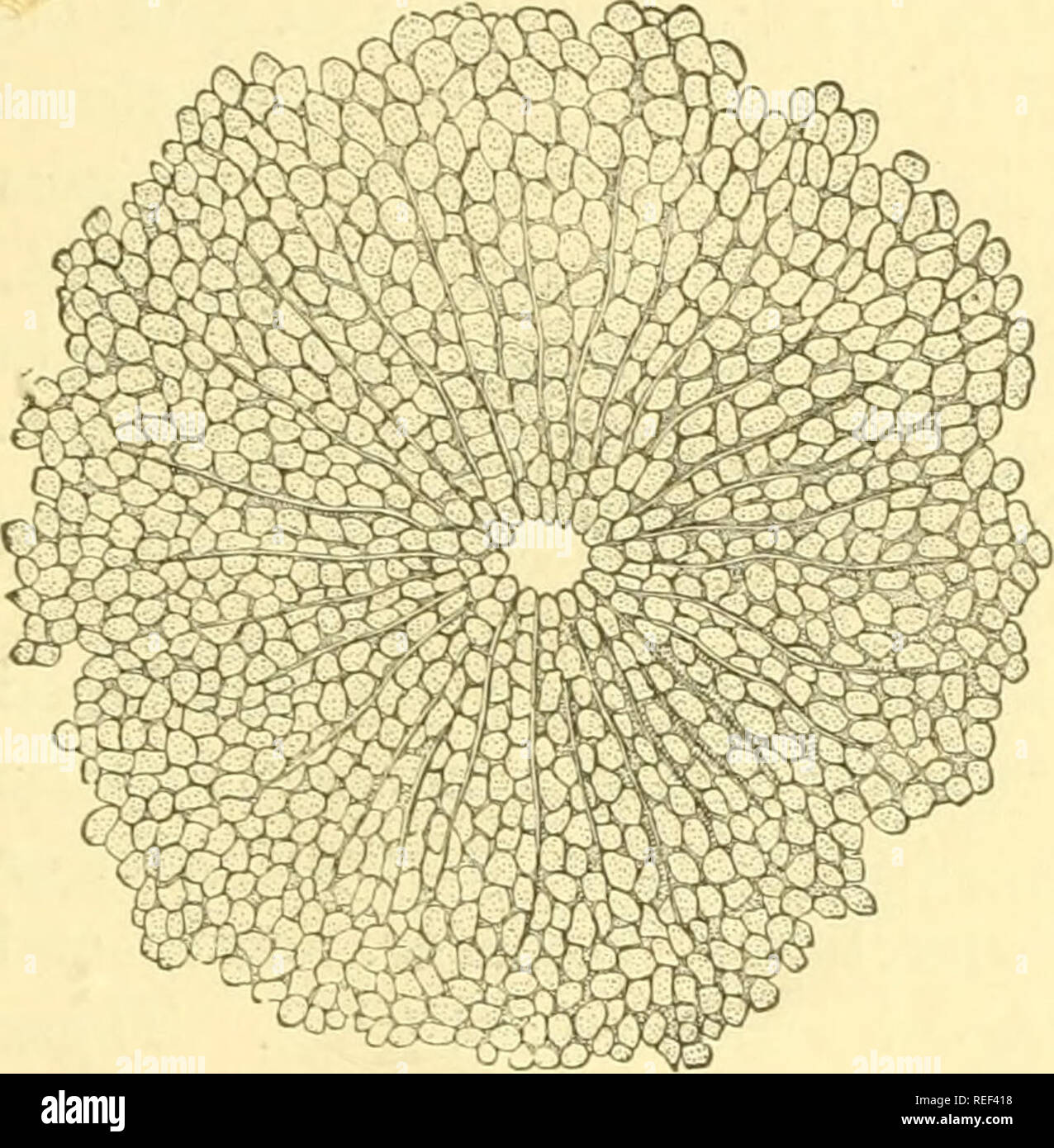 Liver Histology Diagram
