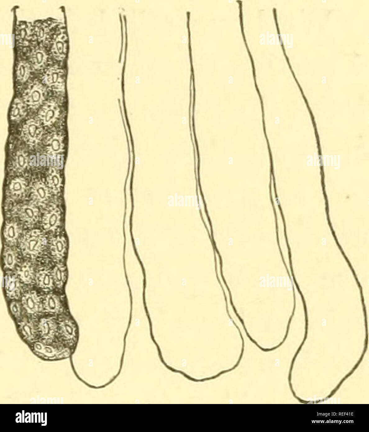 . Compendium of histology. Histology. THE DIGESTIVE APPARATUS. 149. Fig ...