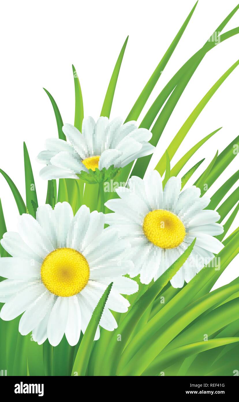 Spring background with daisies and fresh green grass. Vector ...