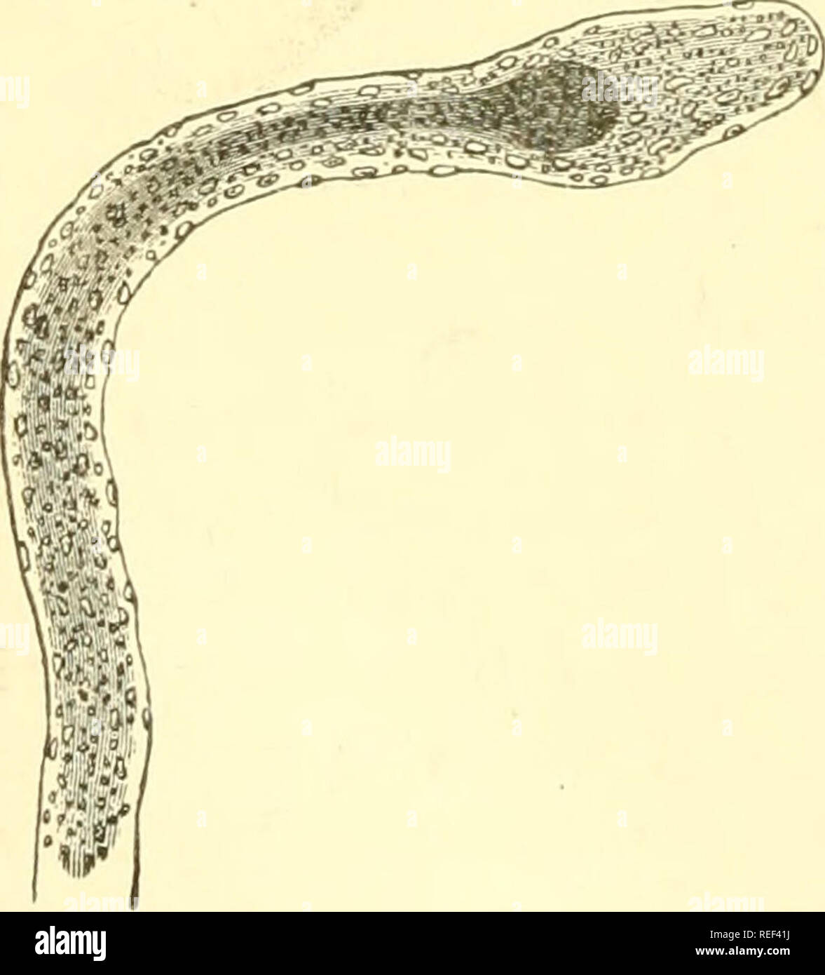 Mucous secretion cells hi-res stock photography and images - Alamy