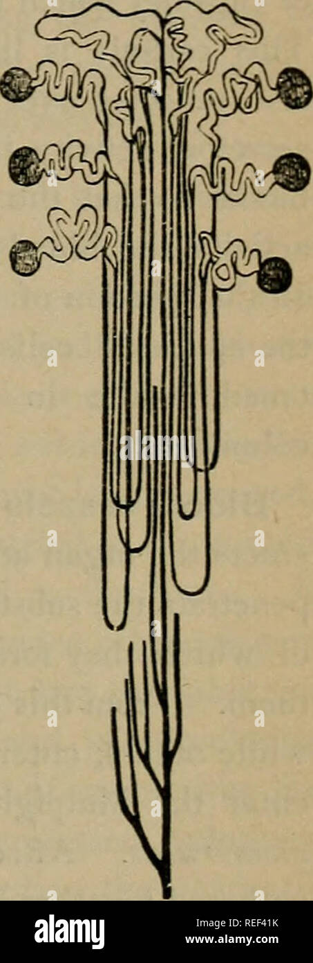 Longitudinal section of human kidney hi-res stock photography and ...