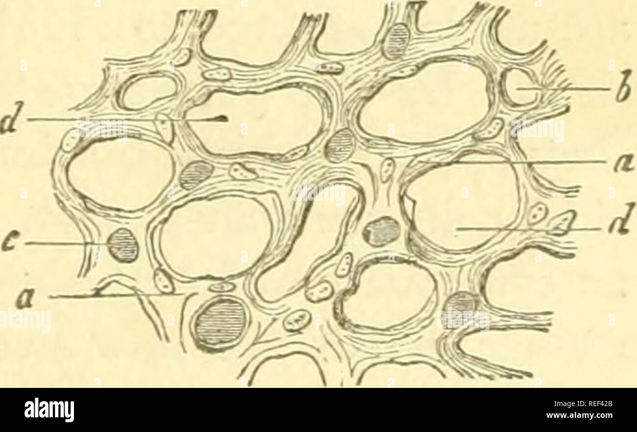 . Compendium of histology. Histology. Fro. 1 34.—Vertical section of ...
