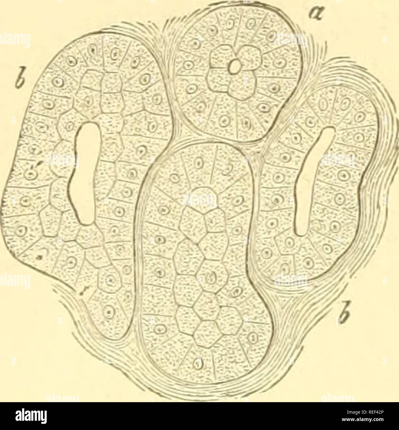 . Compendium of histology. Histology. 142 THIRTEENTH LECTURE.. Fig. 133 ...
