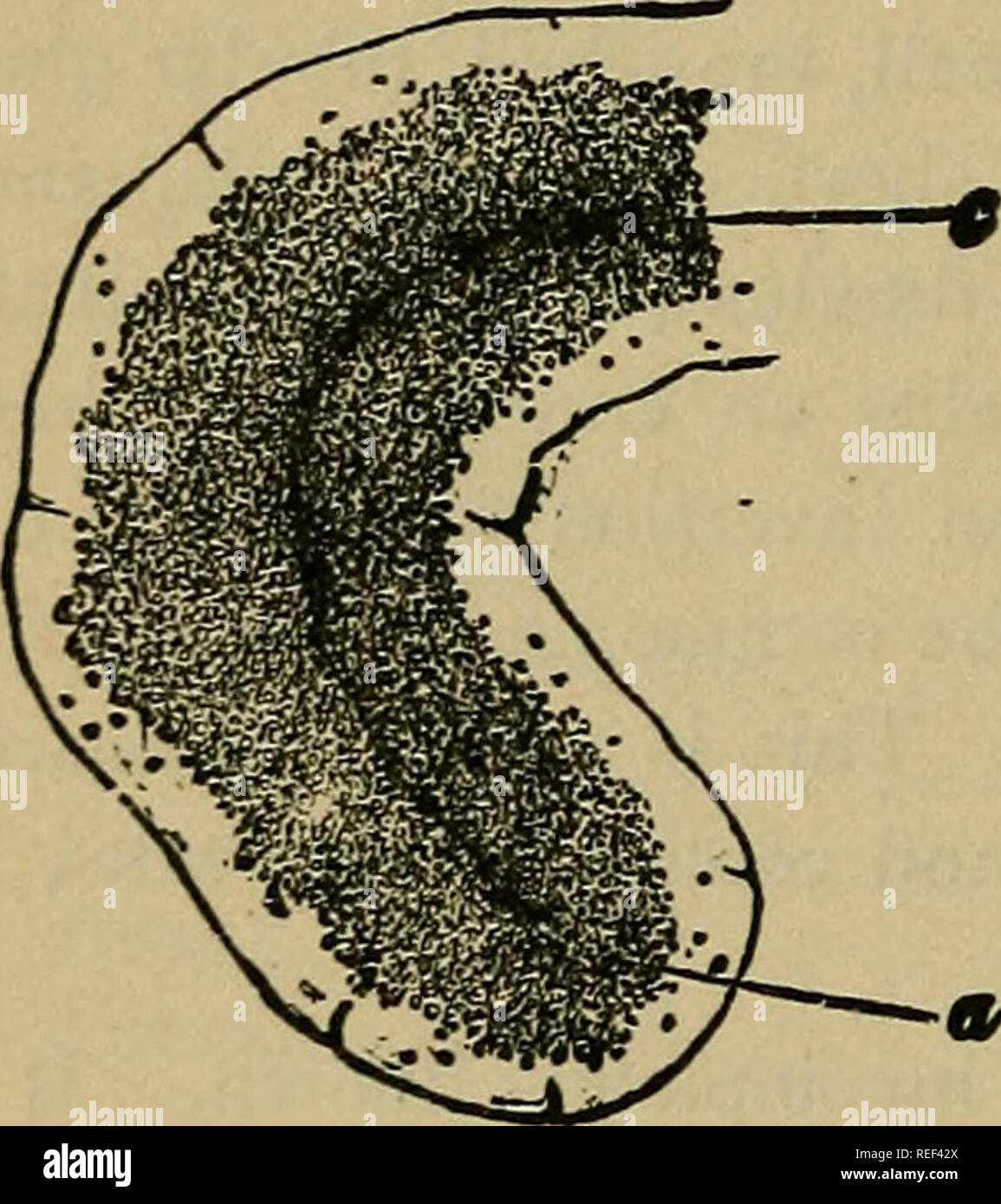 Secretory cells pancreas hi-res stock photography and images - Alamy
