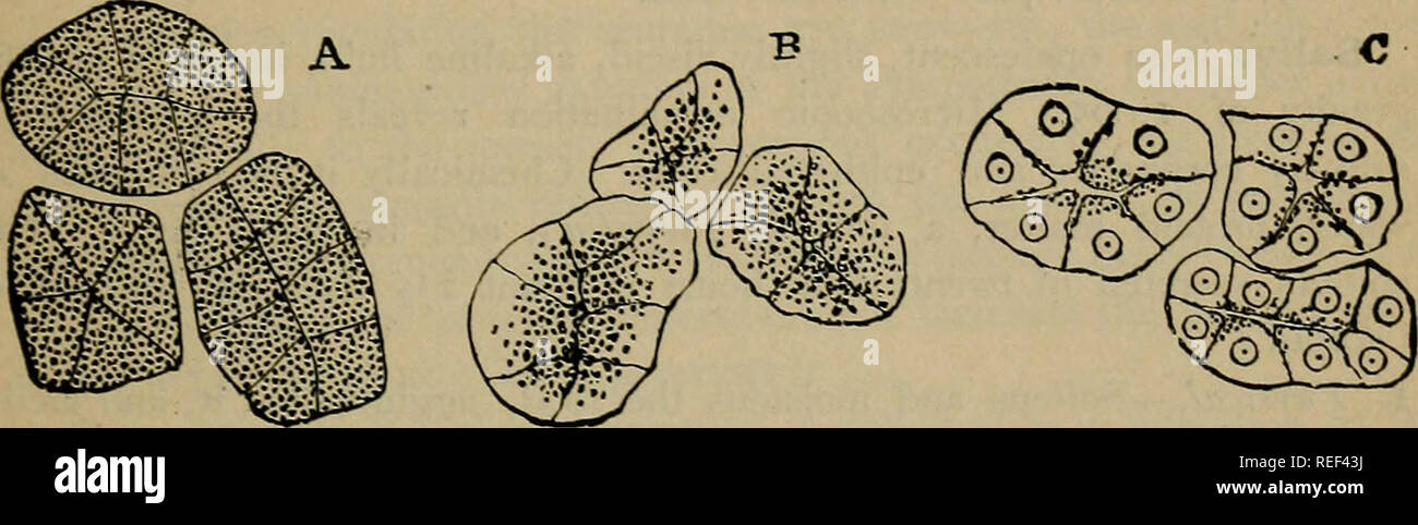 Cells From The Lining Of A Human Mouth