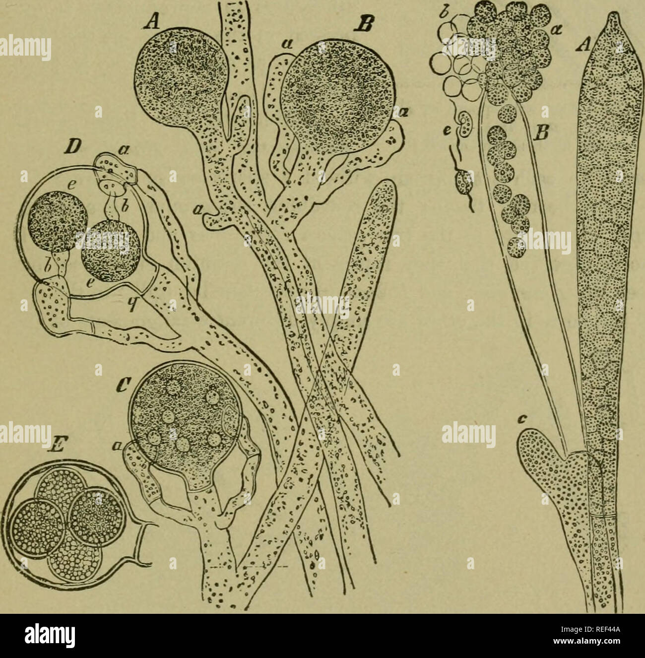 Oomycetes Microscope