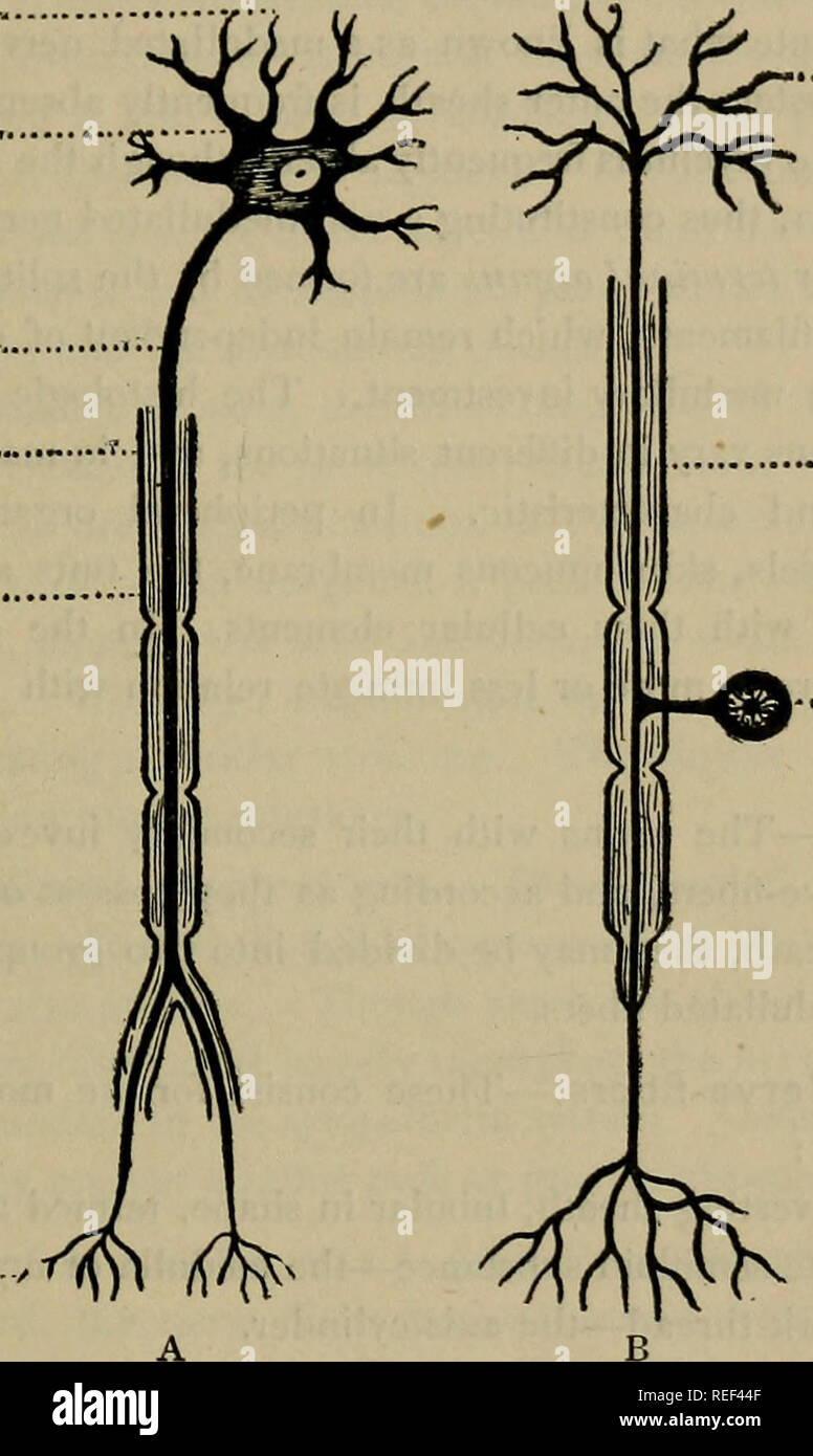 Short axon hi-res stock photography and images - Alamy