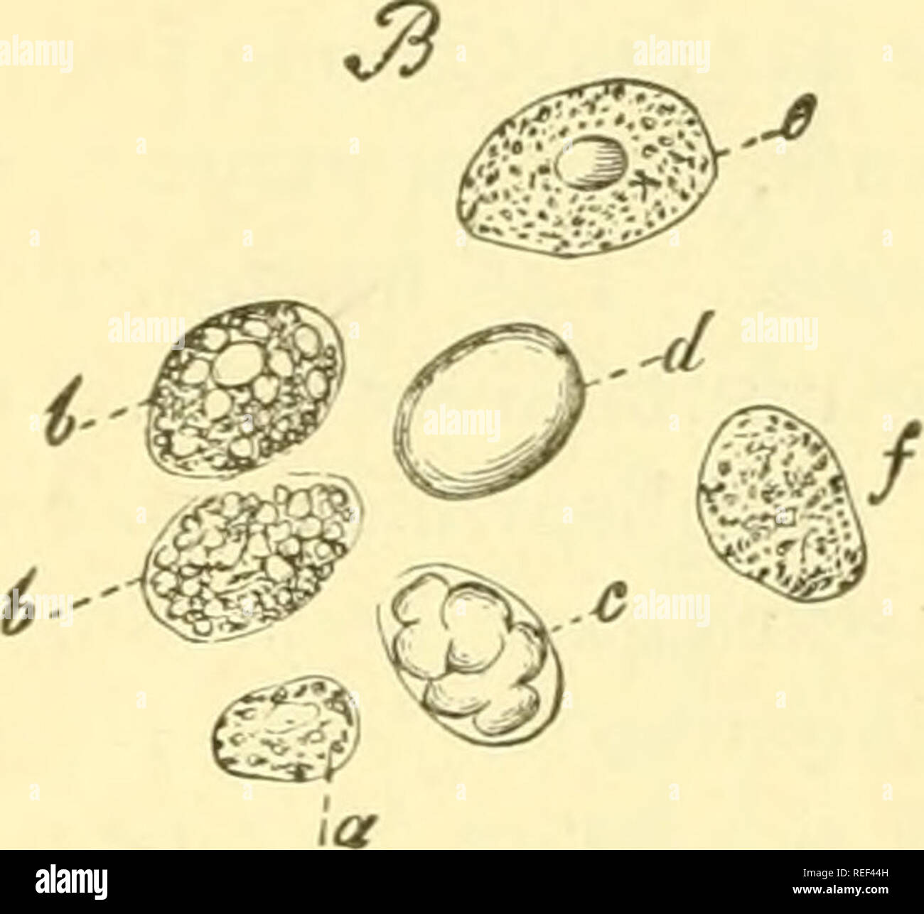 Sebaceous Gland Histology