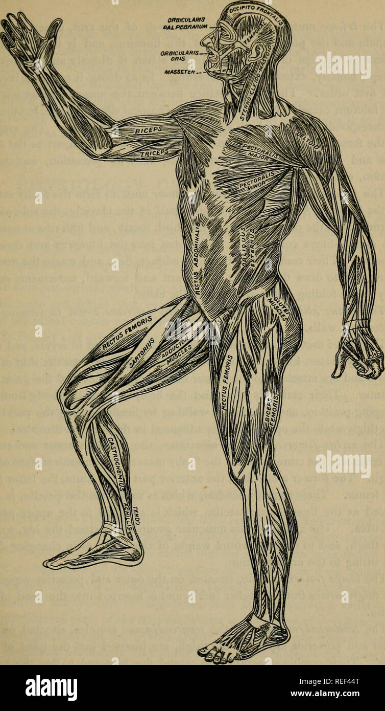 Superficial muscles of the body hi-res stock photography and images - Alamy