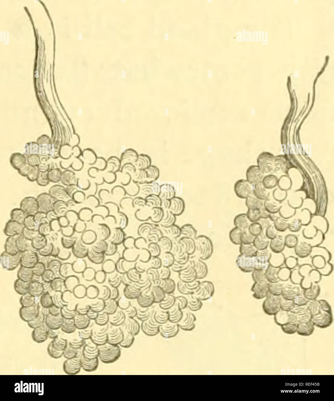 Racemose glands hi-res stock photography and images - Alamy