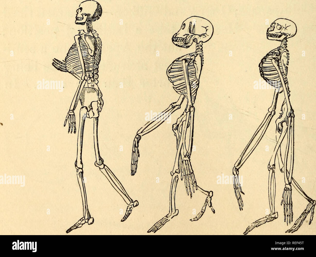 Human skeletons comparative hi-res stock photography and images - Alamy