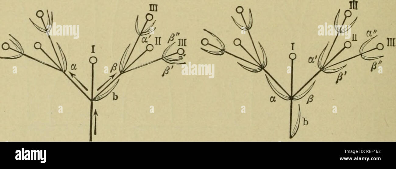Morphology of different plant tissues hi-res stock photography and ...