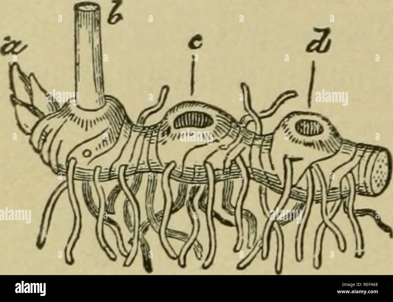 . A compendium of general botany. Plants. ISO COMPENDIUM OF GENERAL ...