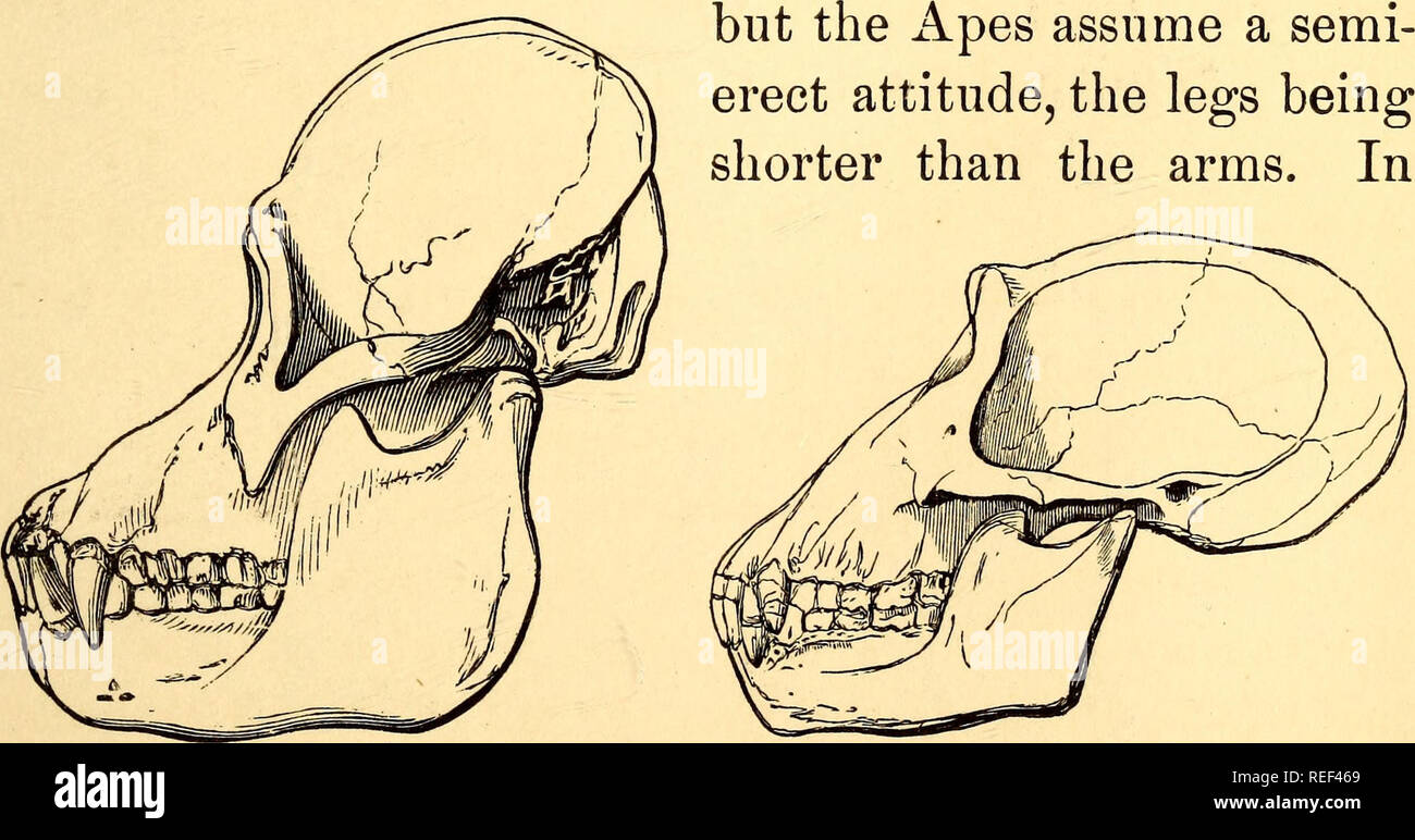 Gibbon anatomy hi-res stock photography and images - Alamy