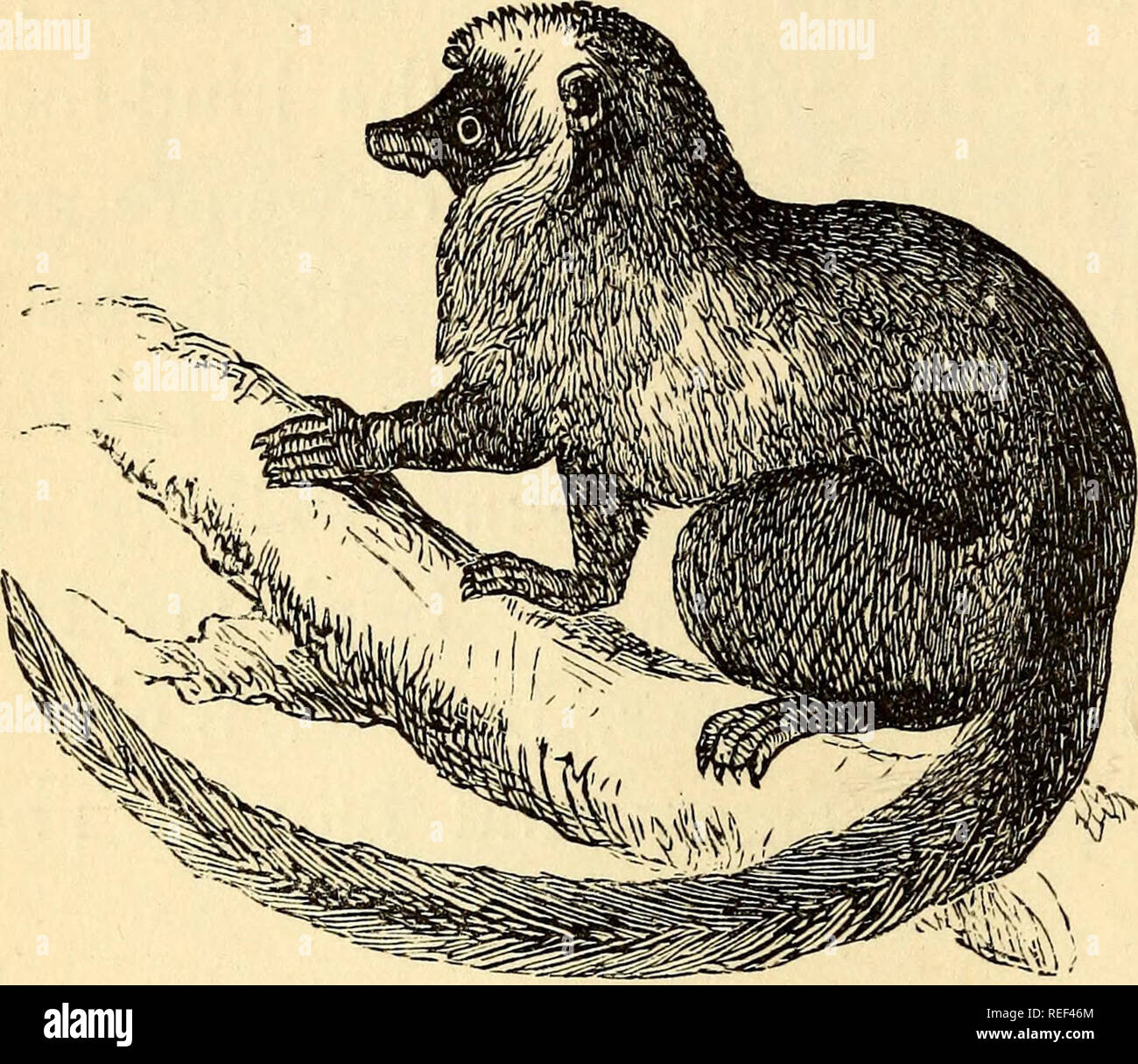 Lemur foot hi-res stock photography and images - Alamy