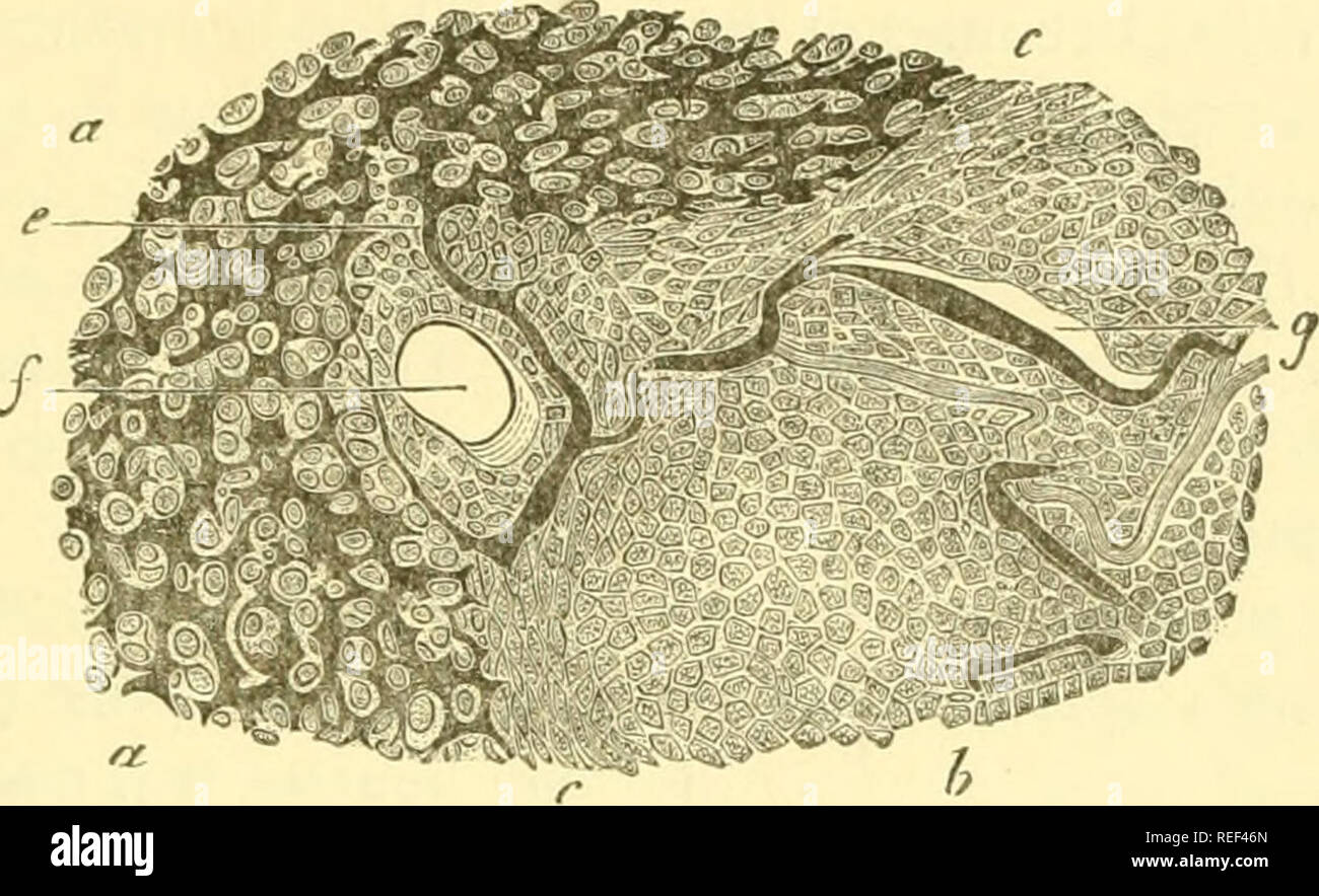 Transverse meshes hi-res stock photography and images - Alamy