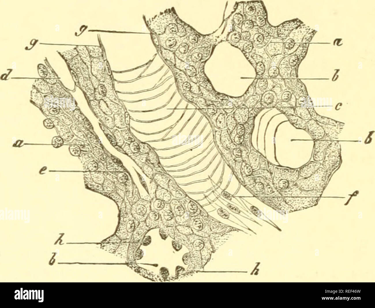 Lymphoid follicle hi-res stock photography and images - Alamy