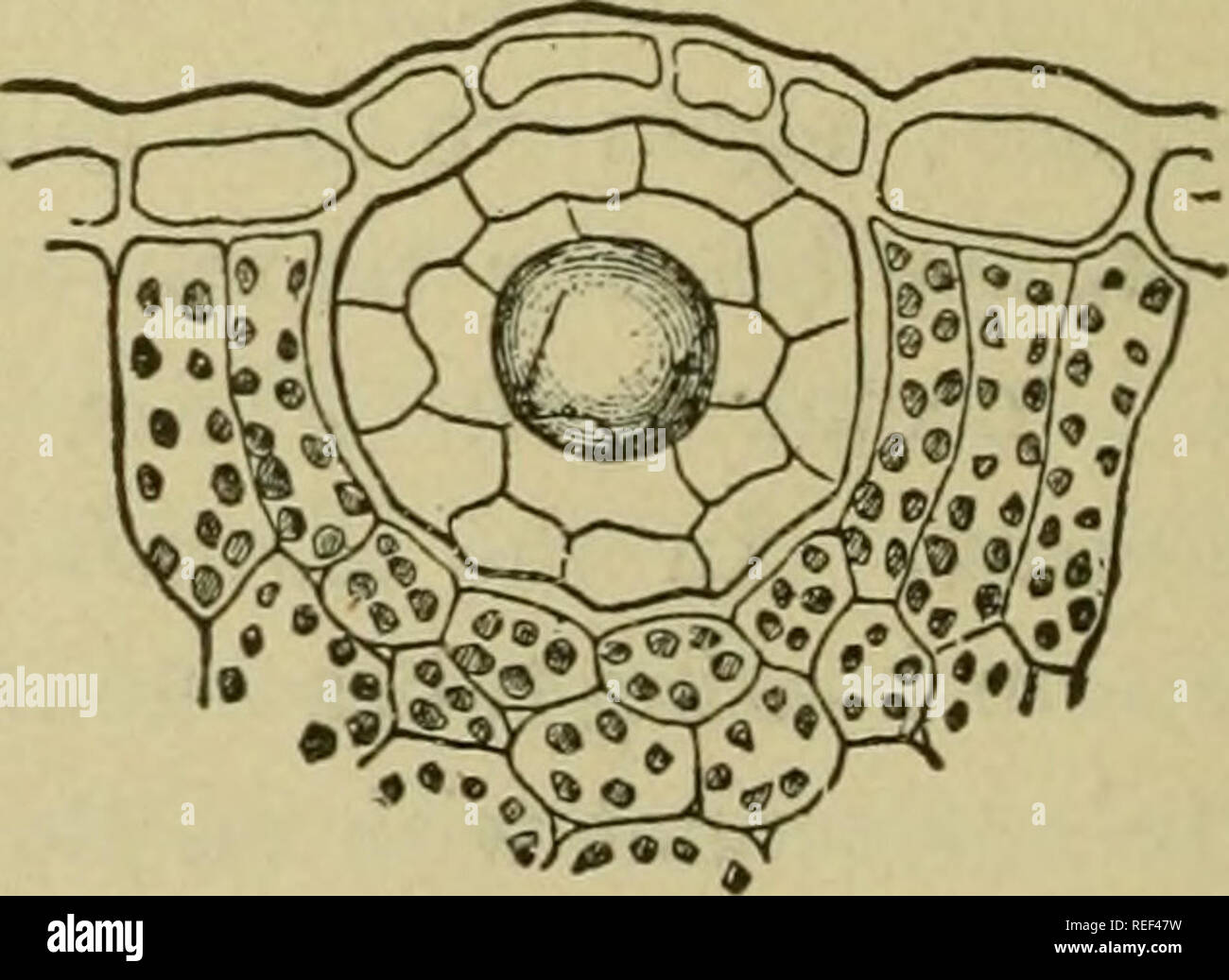 Oil secretion hi-res stock photography and images - Alamy