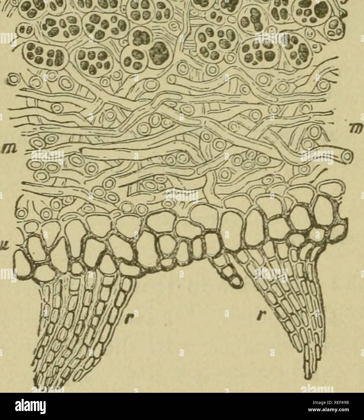 . A compendium of general botany. Plants. 146 COMPENDIUM OF GENERAL ...
