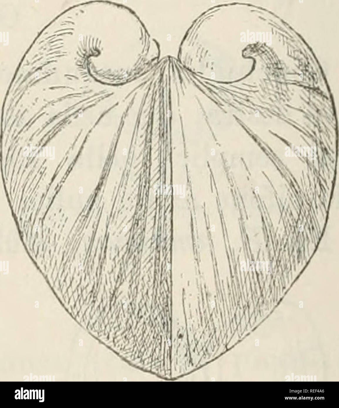 . Compendio della Fauna Italiana. Descrizione elementare Degli Animali ...
