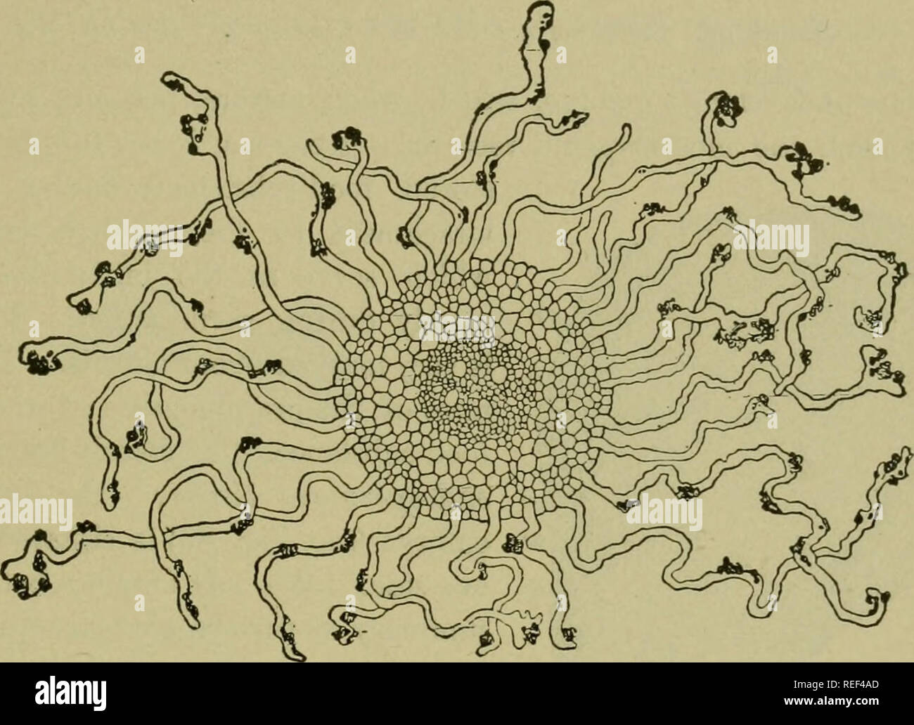 Velamen hi-res stock photography and images - Alamy