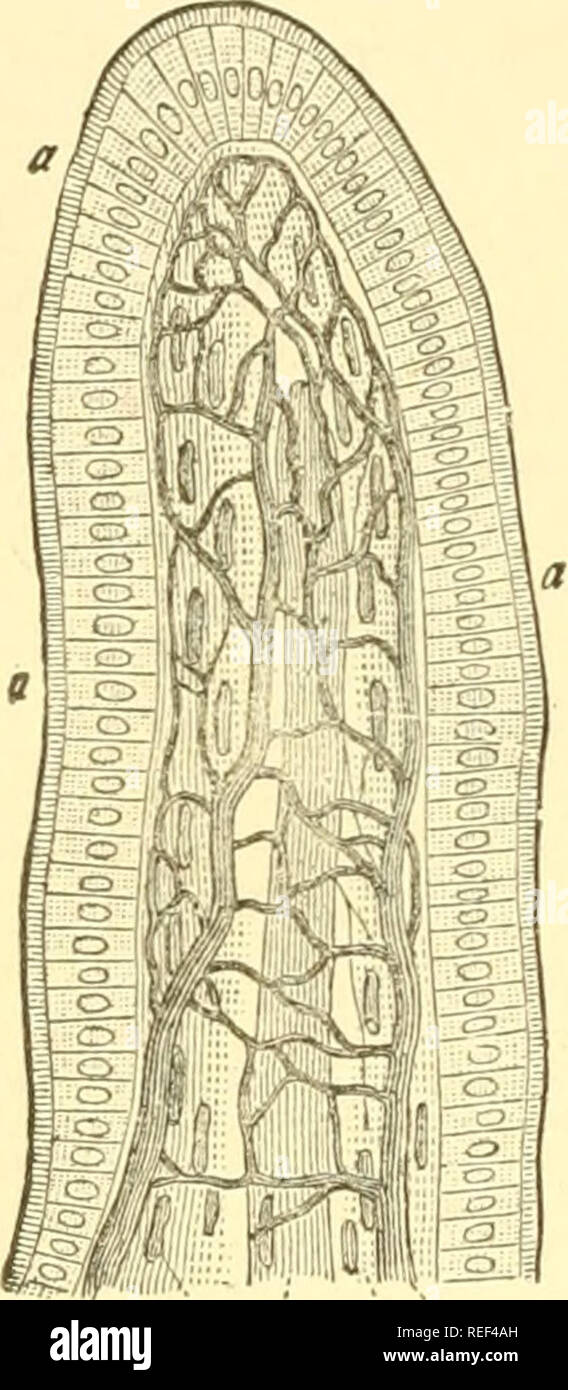 Capillary loop hi-res stock photography and images - Alamy