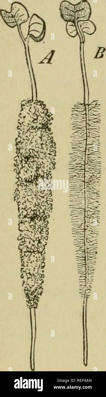 . A compendium of general botany. Plants. 140 COMPENDIUM OF GENERAL ...