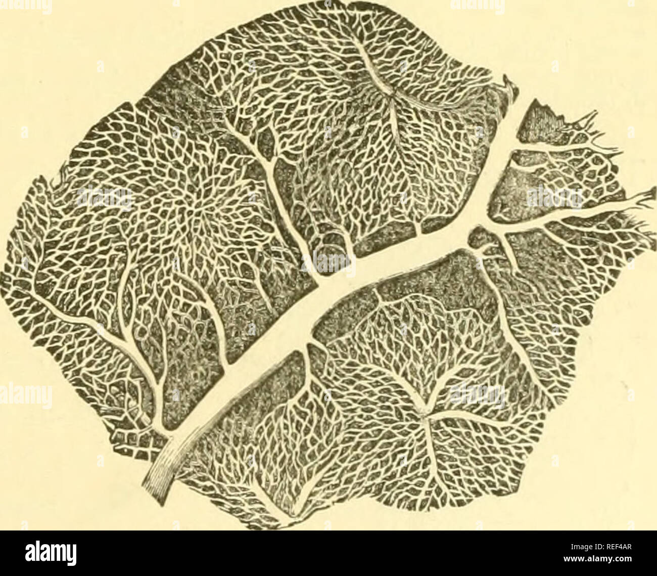 . Compendium of histology. Histology. Fig. 93.—Vessels of the fat cells ...