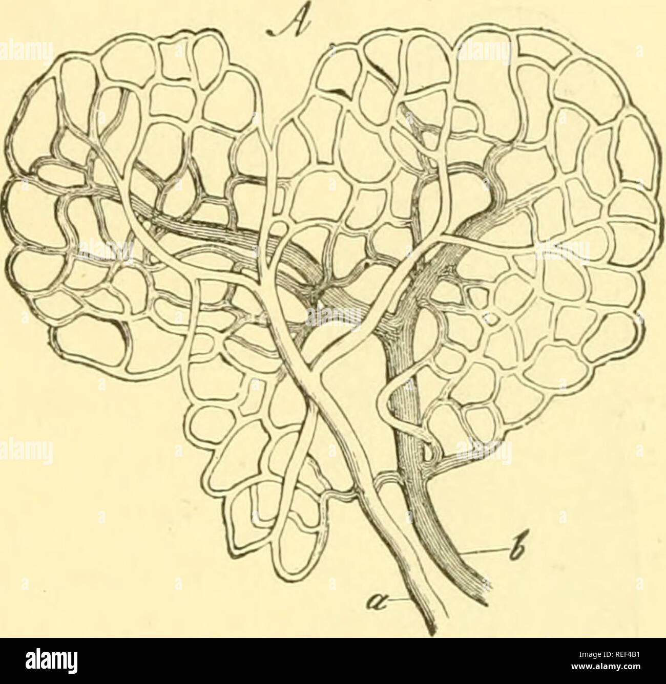 . Compendium of histology. Histology. THE BLOOD-VESSELS. 97. Fig. 93 ...