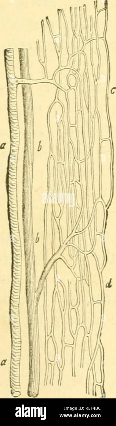 . Compendium of histology. Histology. THE BLOOD-VESSELS. 95 to a high ...