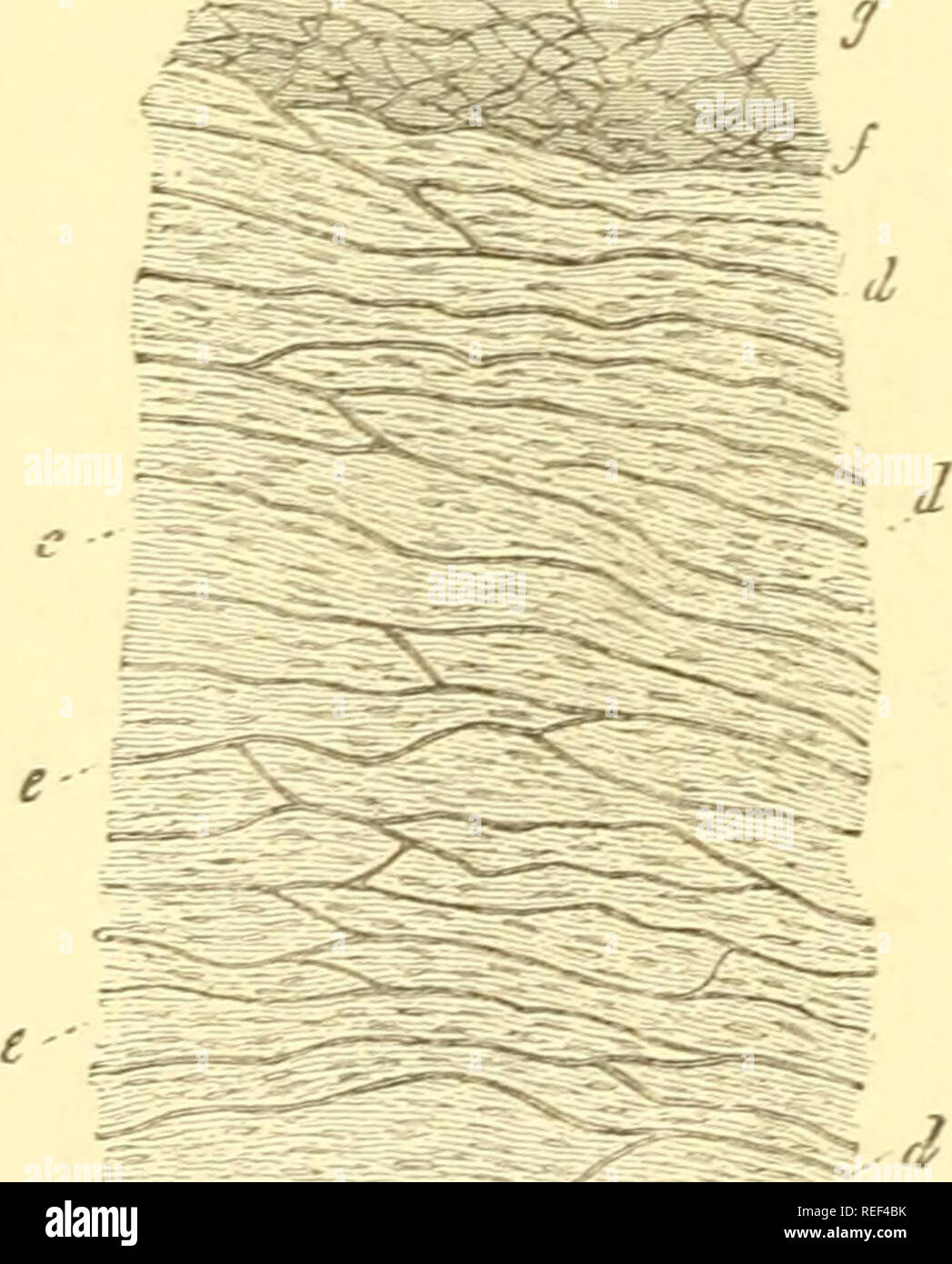 . Compendium of histology. Histology. 94 NINTH LECTURE. In the smaller ...