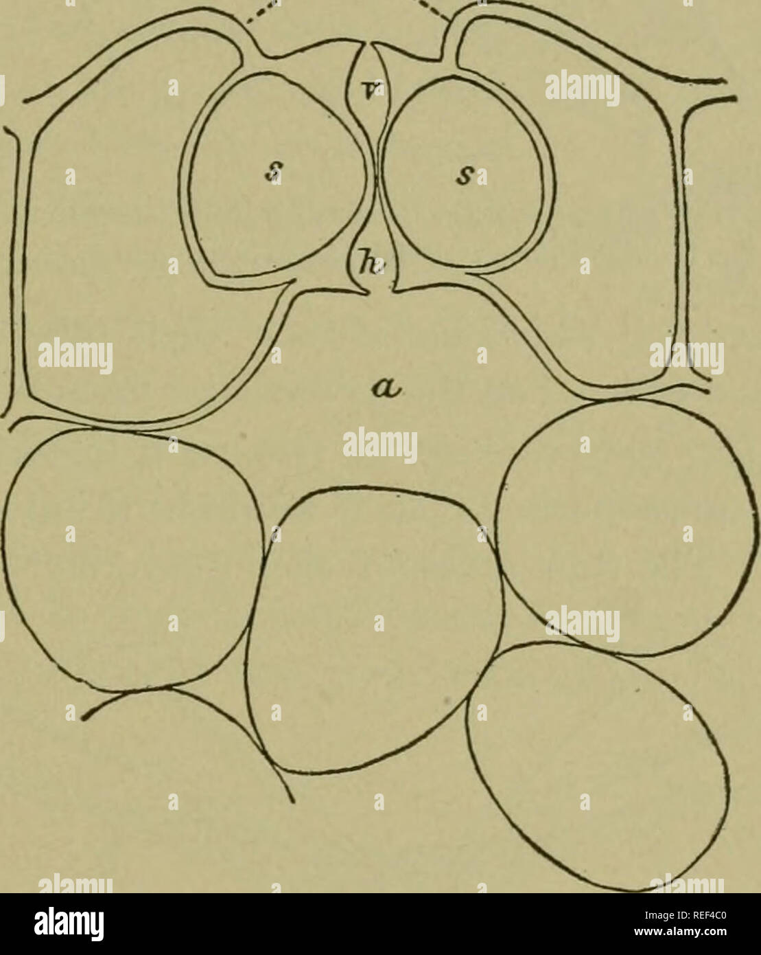 . A compendium of general botany. Plants. TISSUES AND SIMPLE ORGANS ...