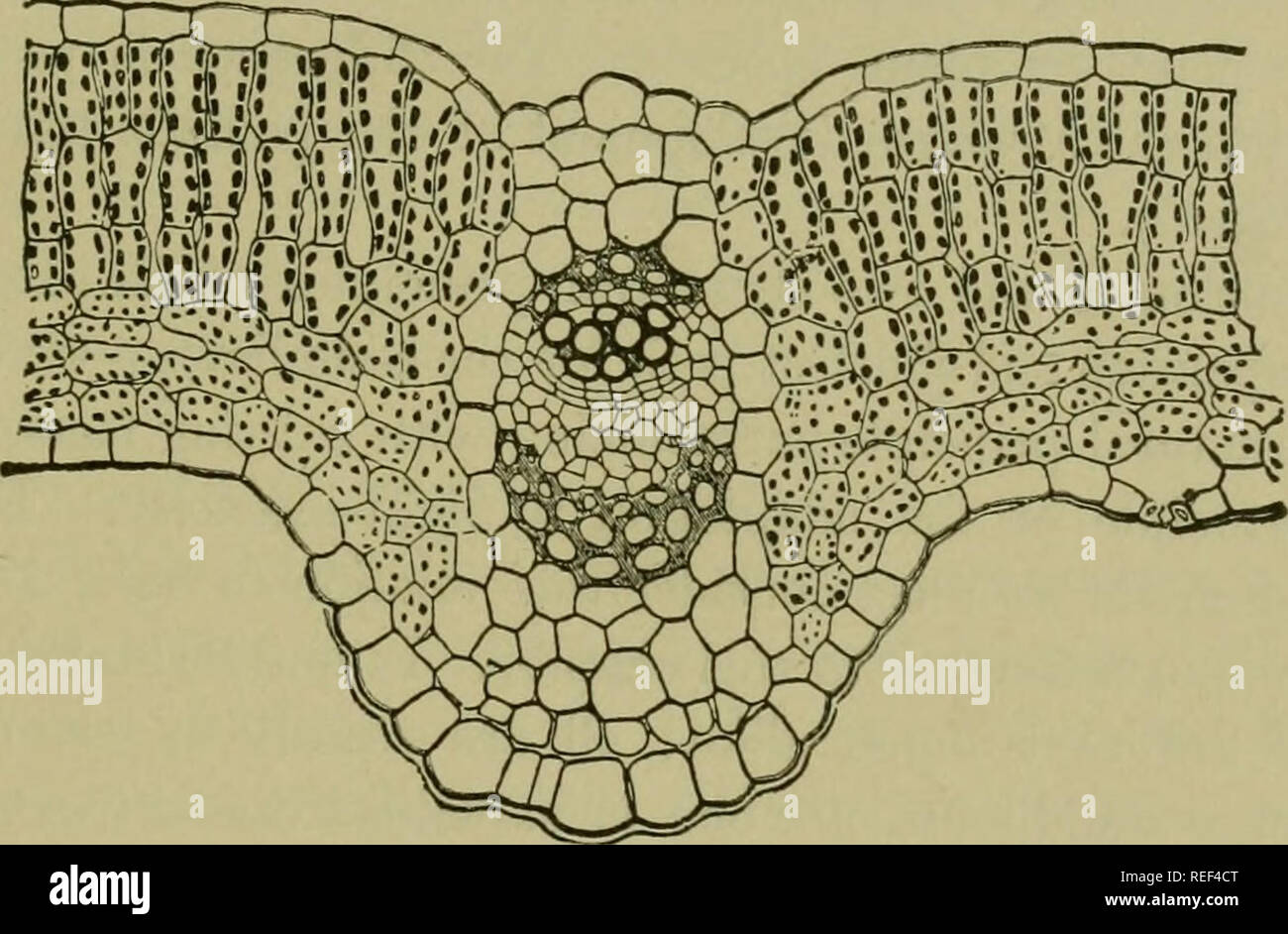 Palisade cells hi-res stock photography and images - Alamy