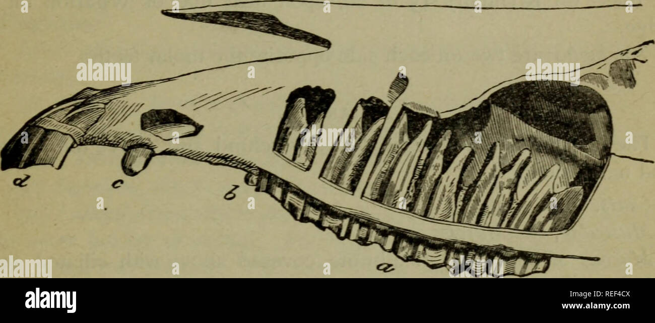 Dental anatomy of horse hi-res stock photography and images - Alamy