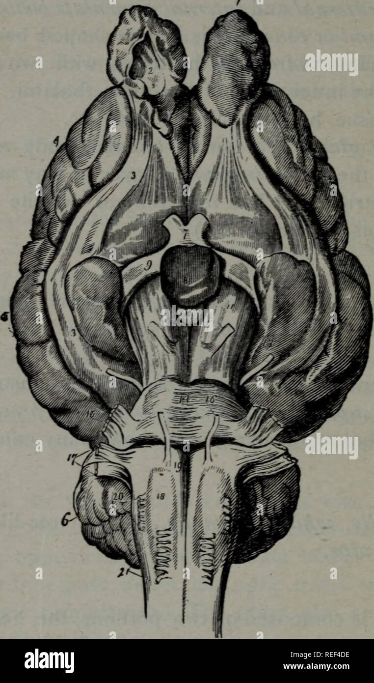 . A compend of equine anatomy and physiology. Horses. io8 EQUINE ...