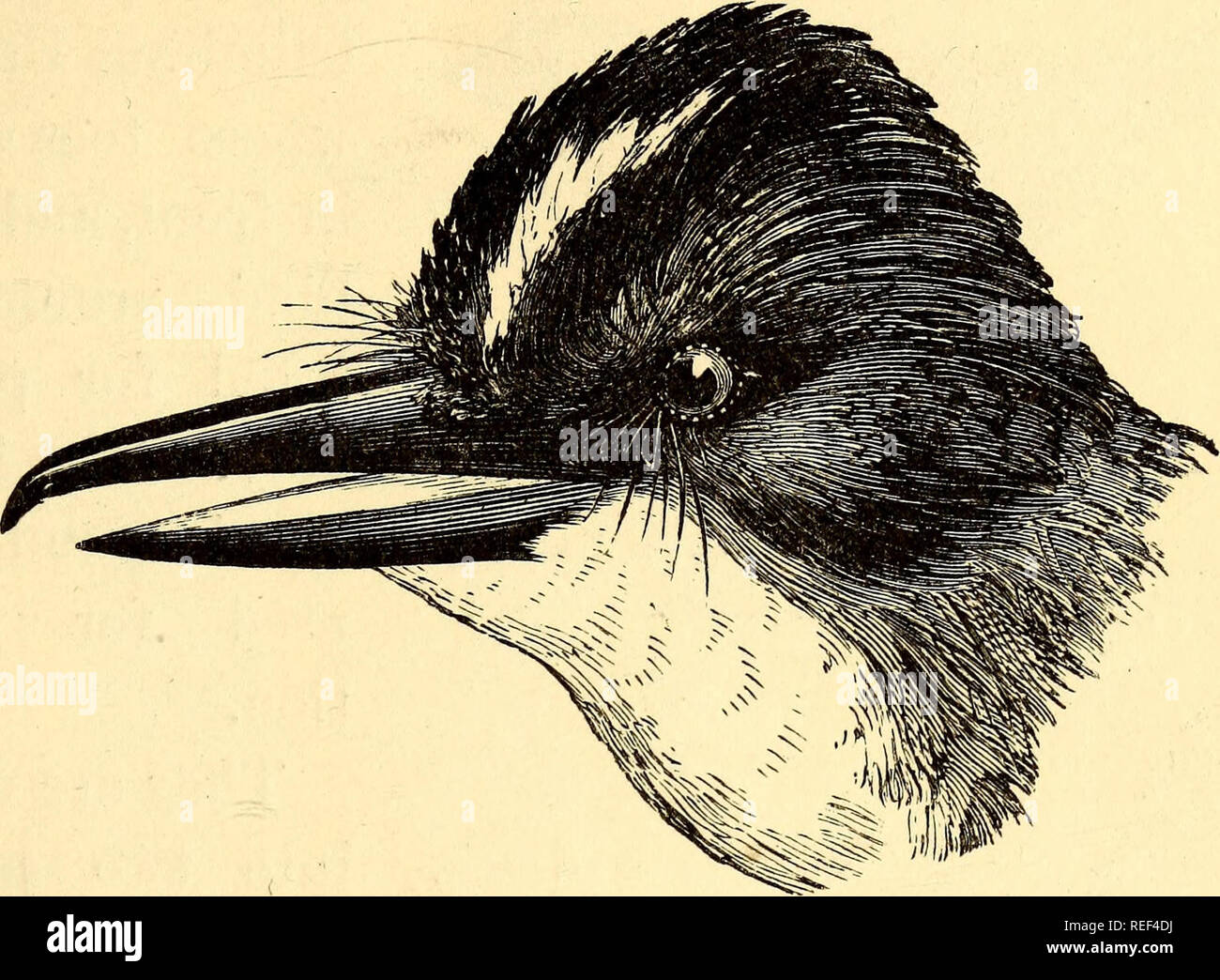 . Comparative zoology, structural and systematic : for use in schools ...