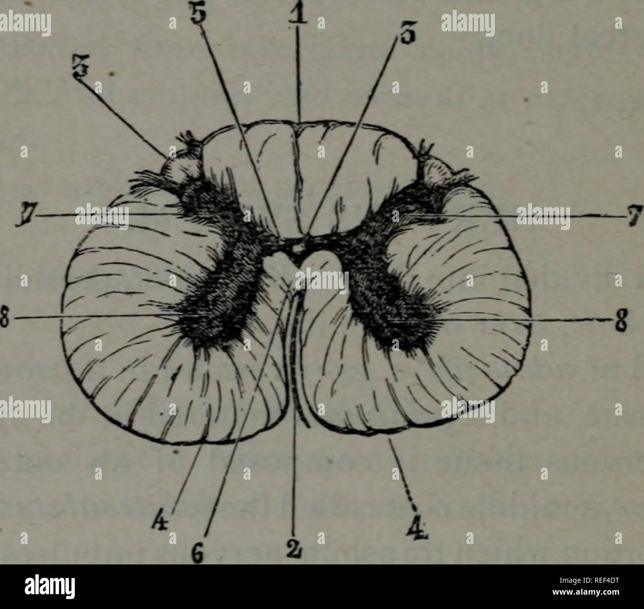 . A compend of equine anatomy and physiology. Horses. io4 EQUINE ...