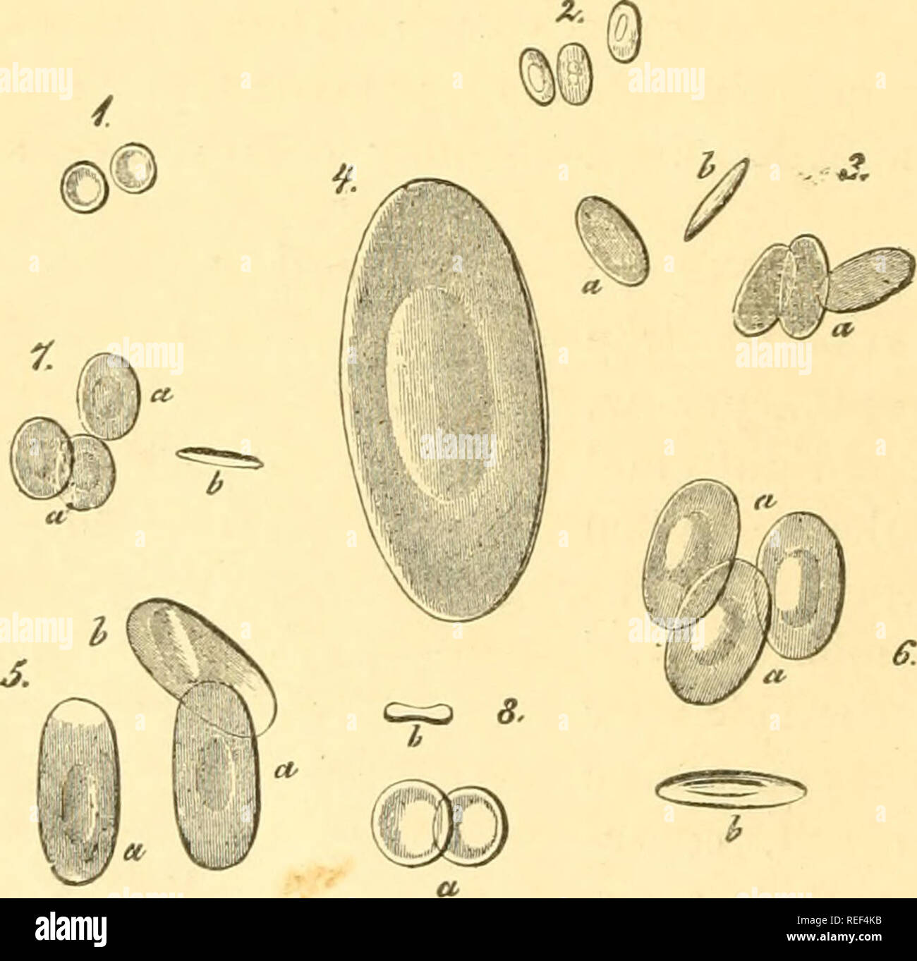 . Compendium of histology. Histology. 22 SECOND LECTURE. thing. In ...