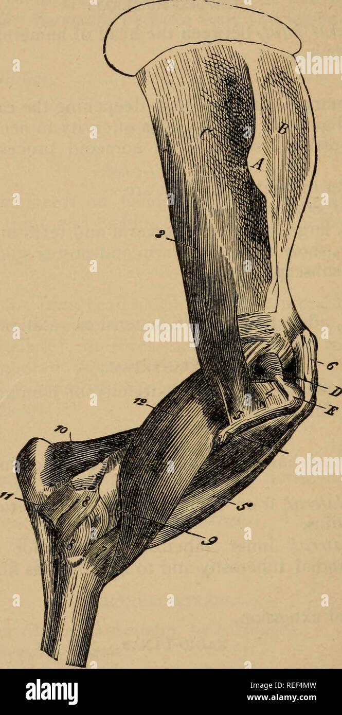 . A compend of equine anatomy and physiology. Horses; Horses -- Anatomy ...