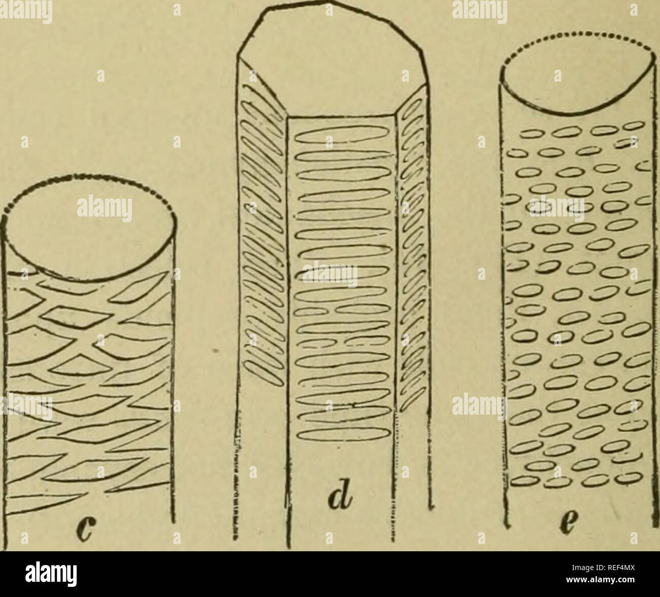 Pollen grains in water hi-res stock photography and images - Alamy