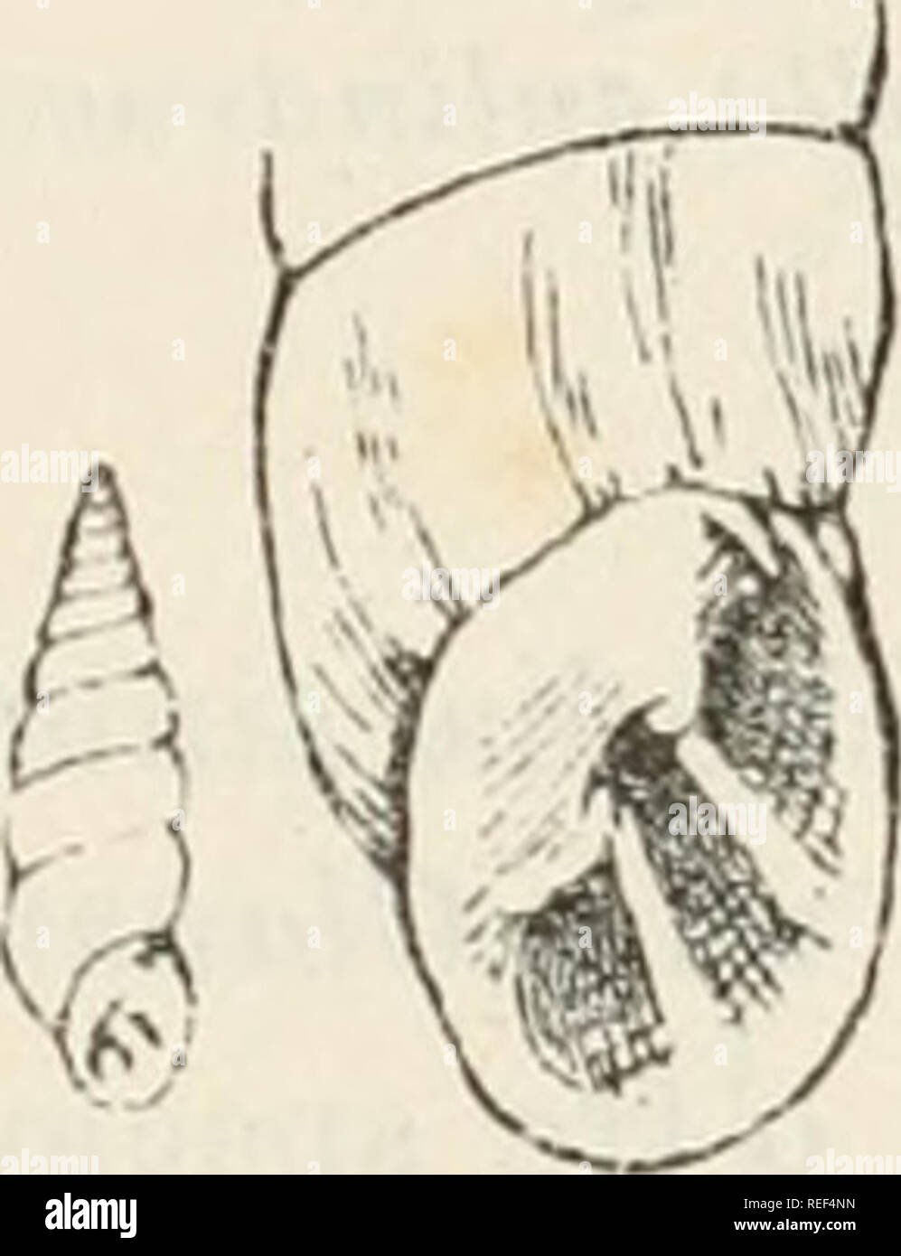 . Compendio della Fauna Italiana. Descrizione elementare Degli Animali ...