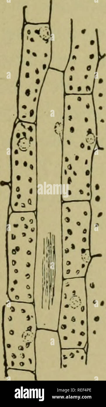 Raphides High Resolution Stock Photography and Images - Alamy